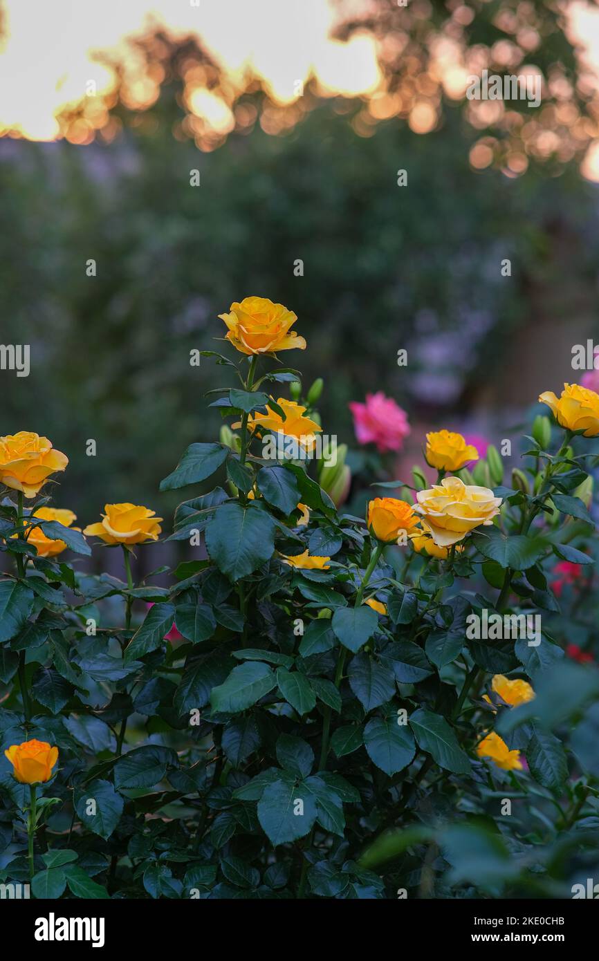 Big bush with yellow roses Stock Photo - Alamy
