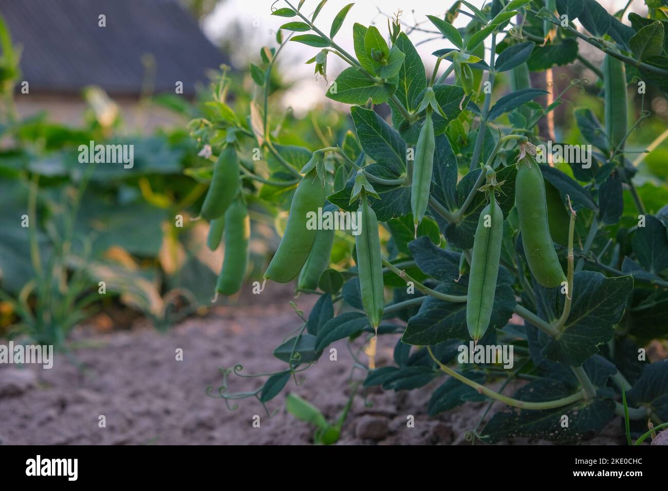 Pea bush hi-res stock photography and images - Alamy