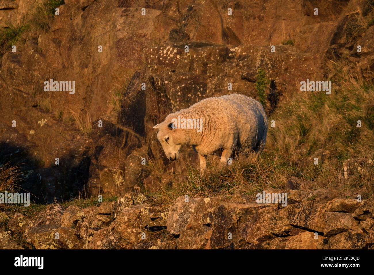 A white sheep on the cliff. New Zealand Stock Photo - Alamy