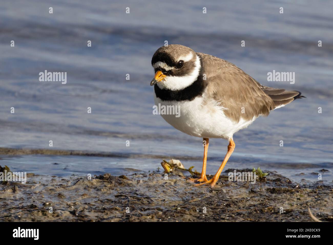 Common Ringed Plover Stock Photo - Alamy