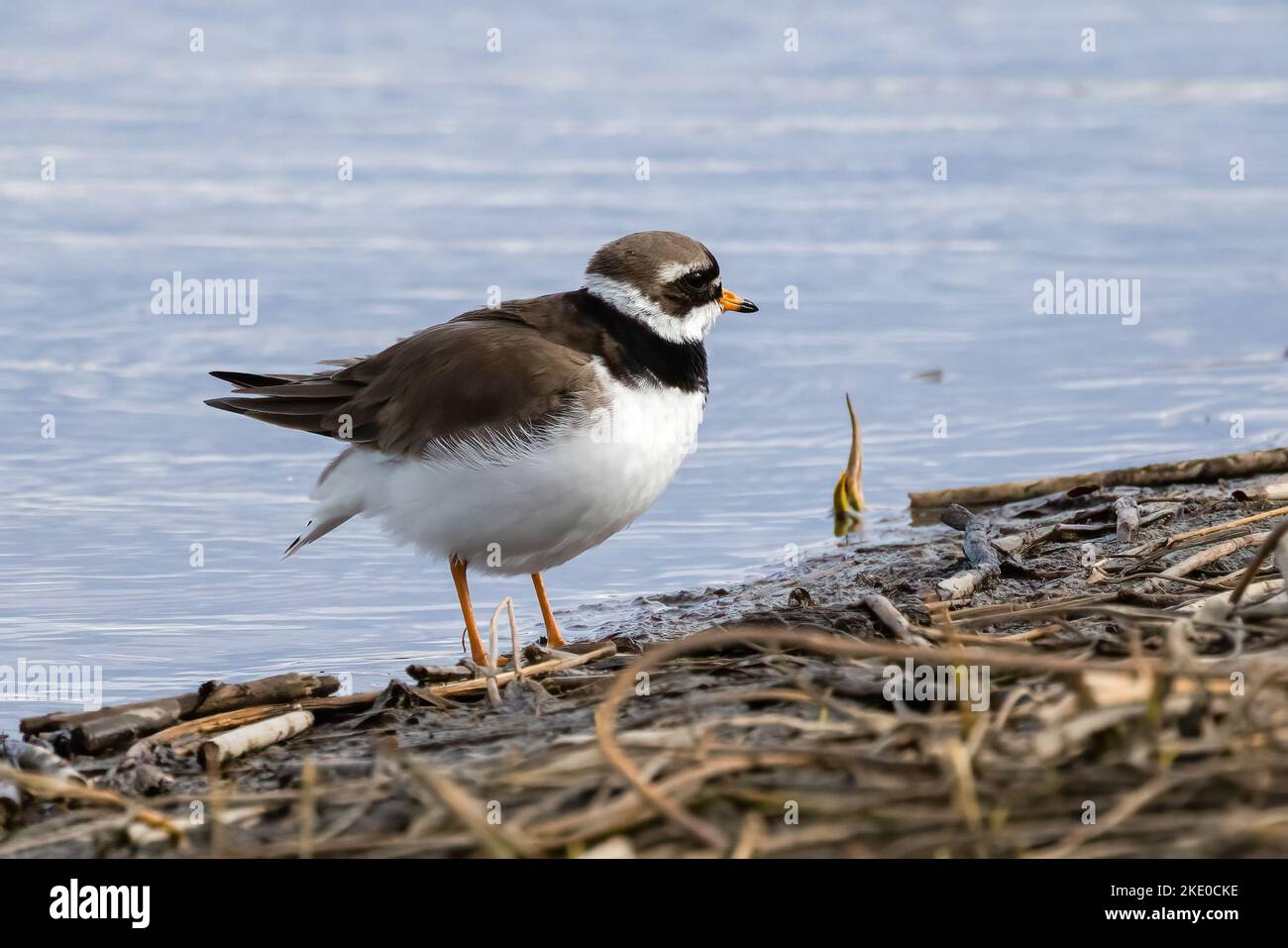 Common Ringed Plover Stock Photo - Alamy