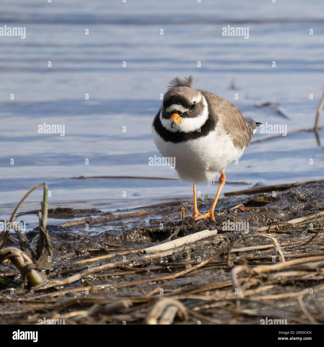 Common Ringed Plover Stock Photo - Alamy