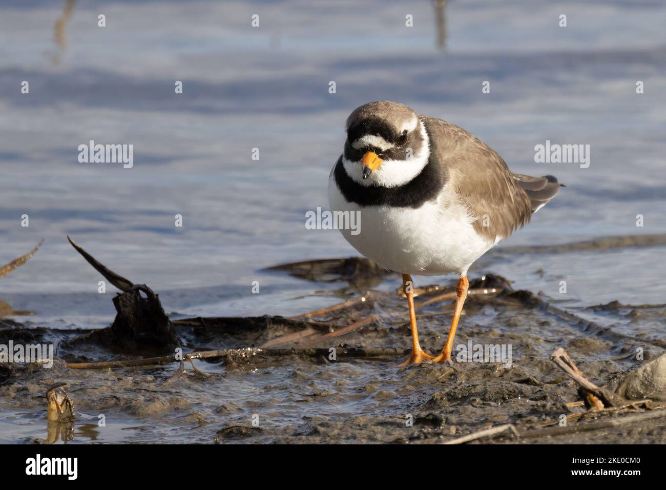 Common Ringed Plover Stock Photo - Alamy