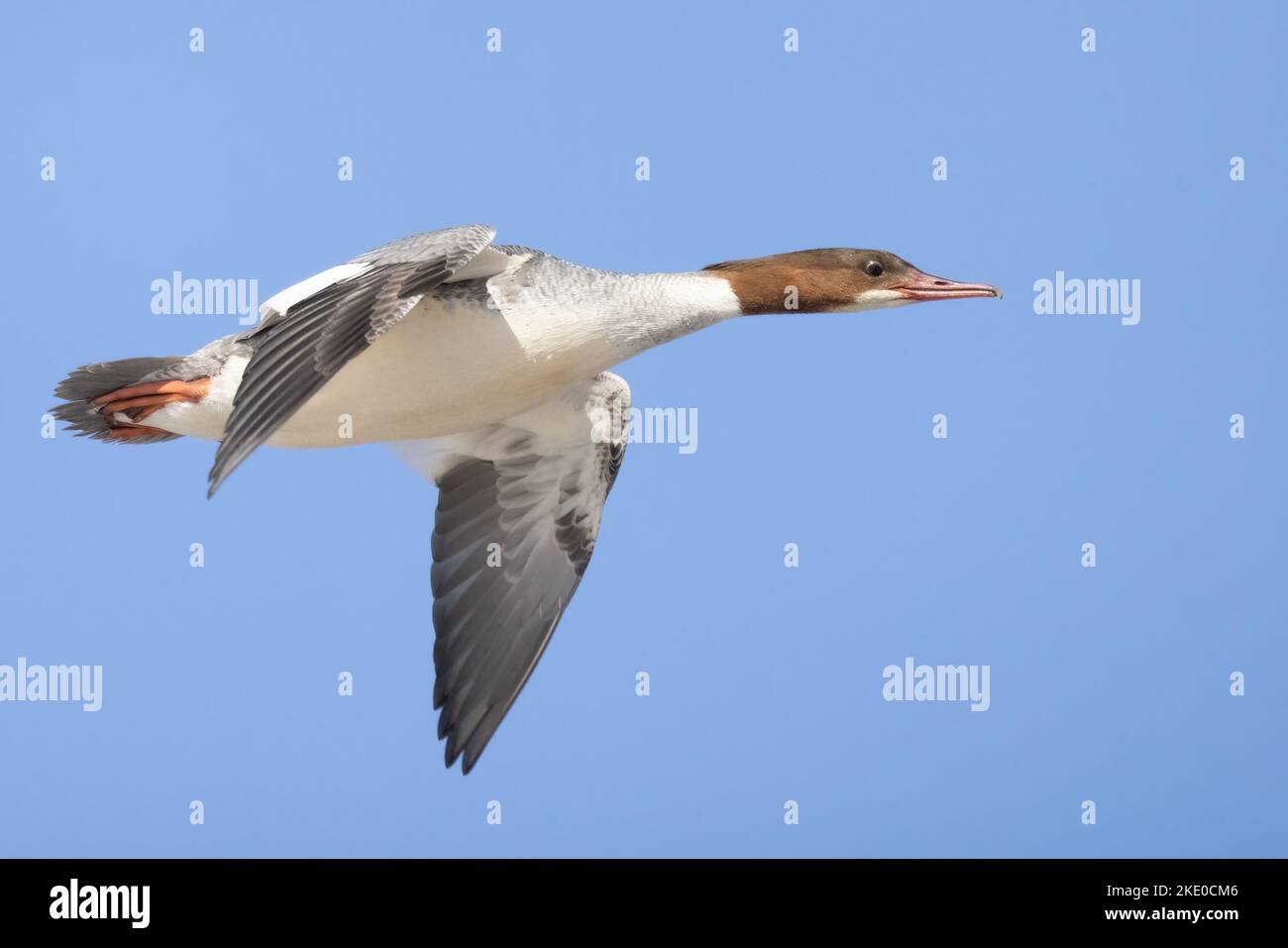 Merganser migration hi-res stock photography and images - Alamy