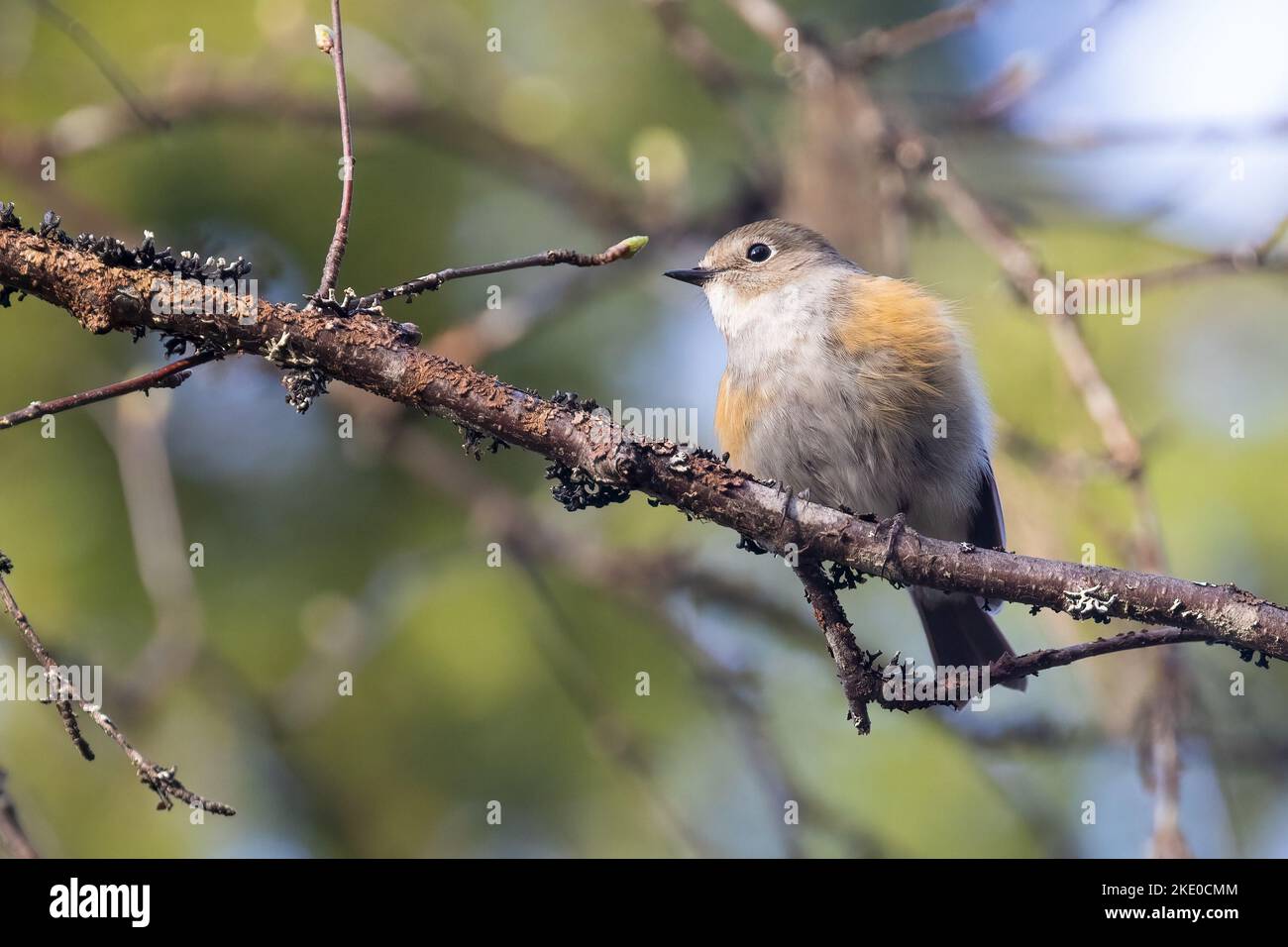 Orange-flanked Bush Robin Stock Photo - Alamy