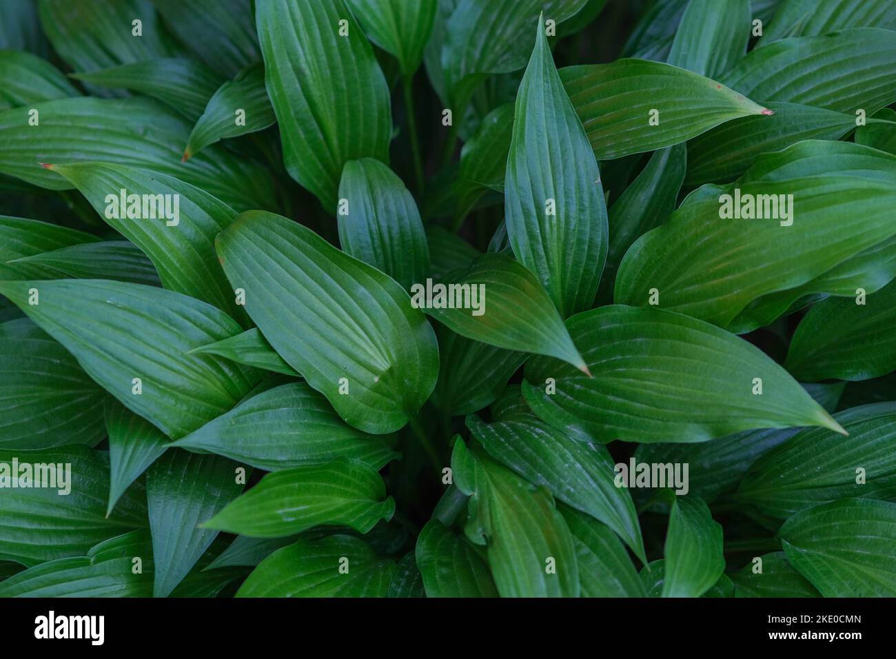 Dense grove of leaves Stock Photo - Alamy