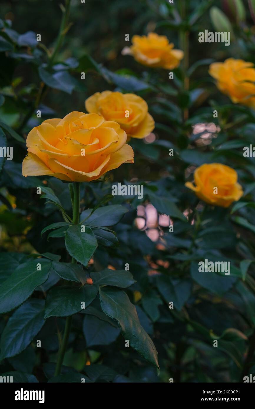 Big bush with yellow roses Stock Photo - Alamy