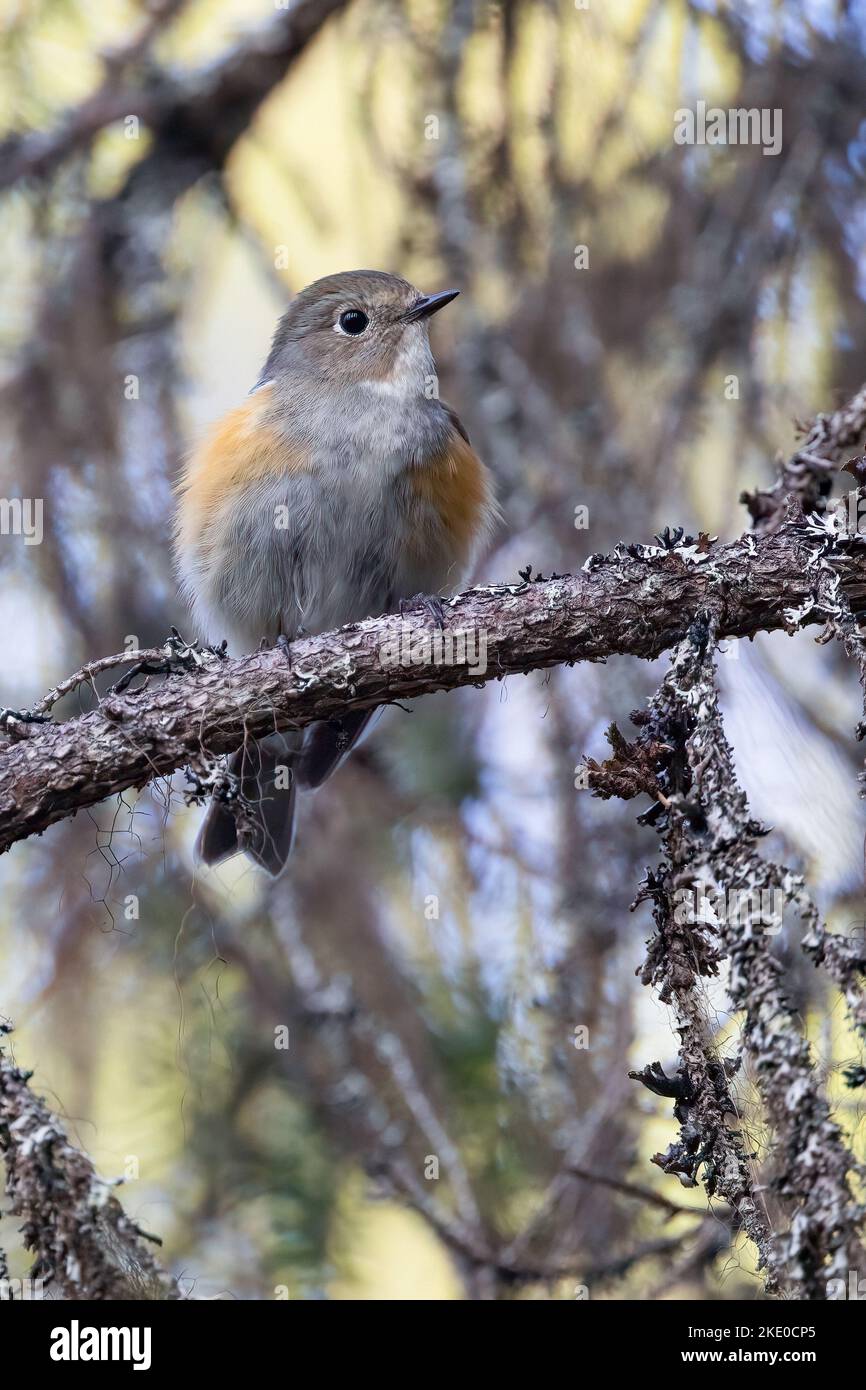 Orange-flanked Bush Robin Stock Photo - Alamy