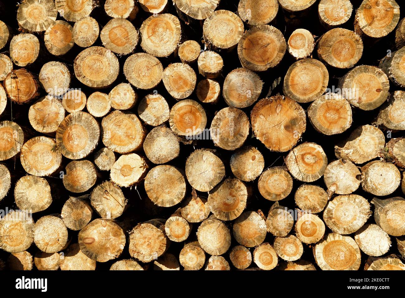 A bunch of cut trunks put on each other Stock Photo - Alamy