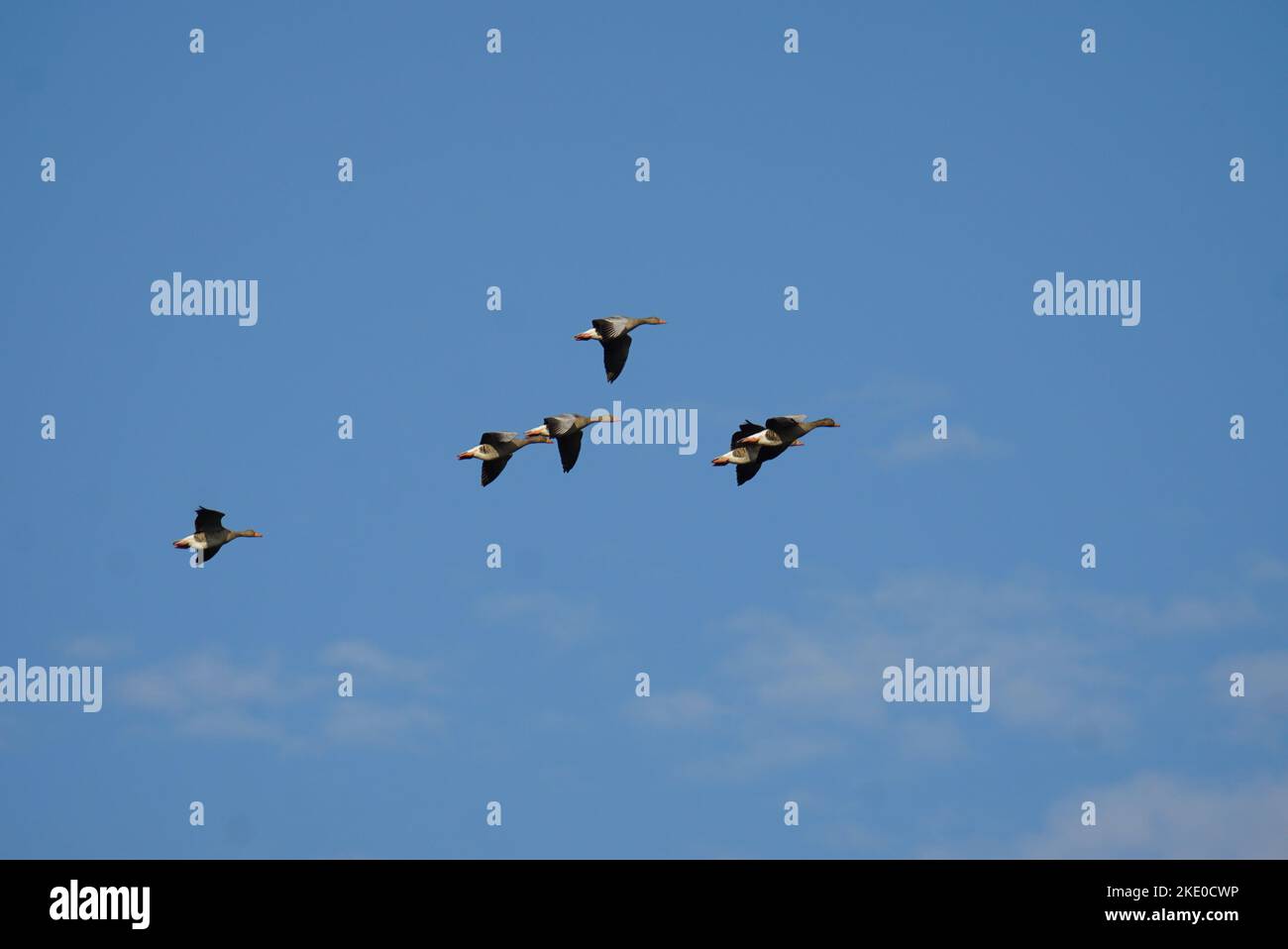 Fliegende graugans hi-res stock photography and images - Alamy