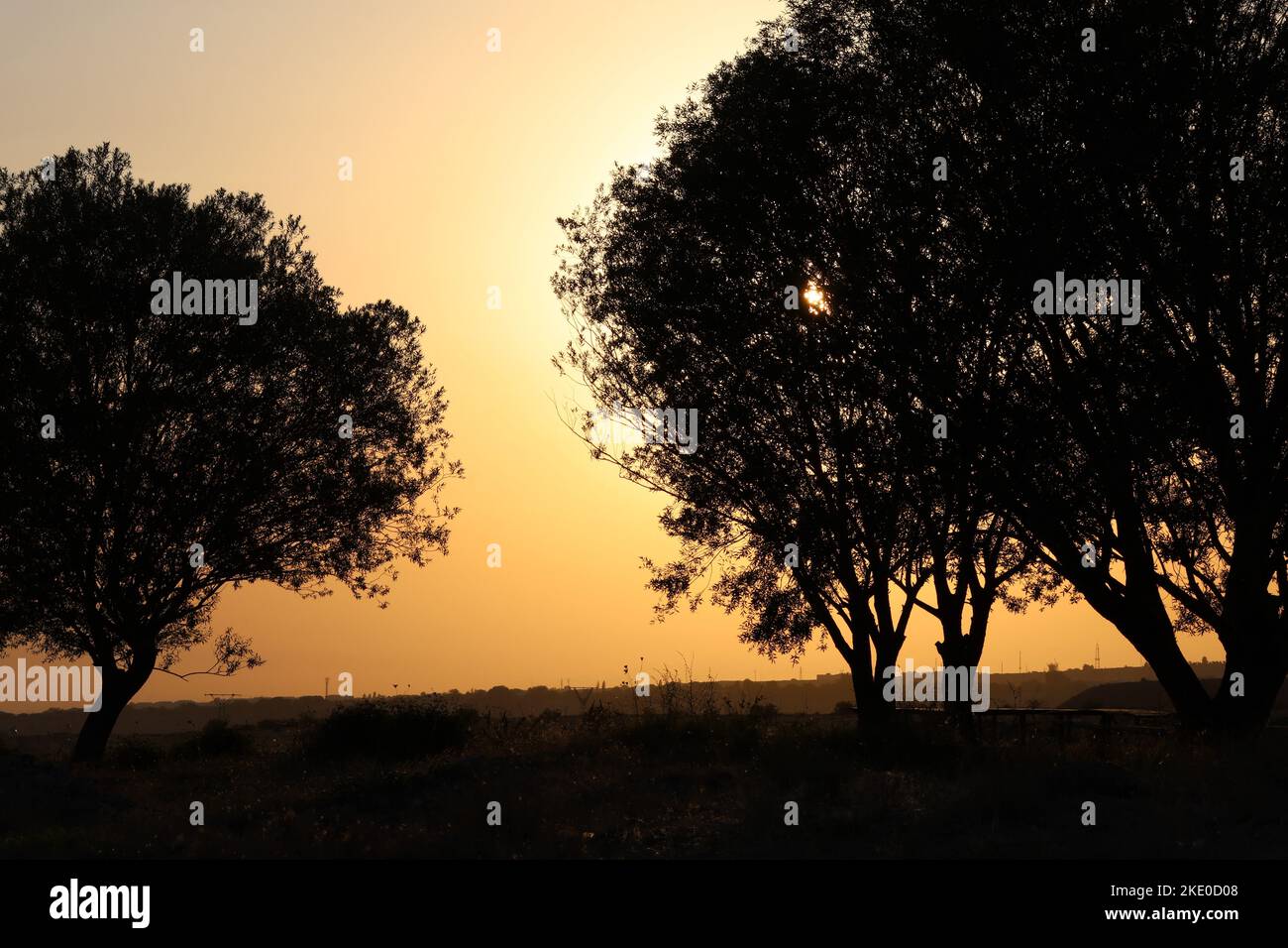 The orange sunset view from the orchard with the trees silhouette in ...