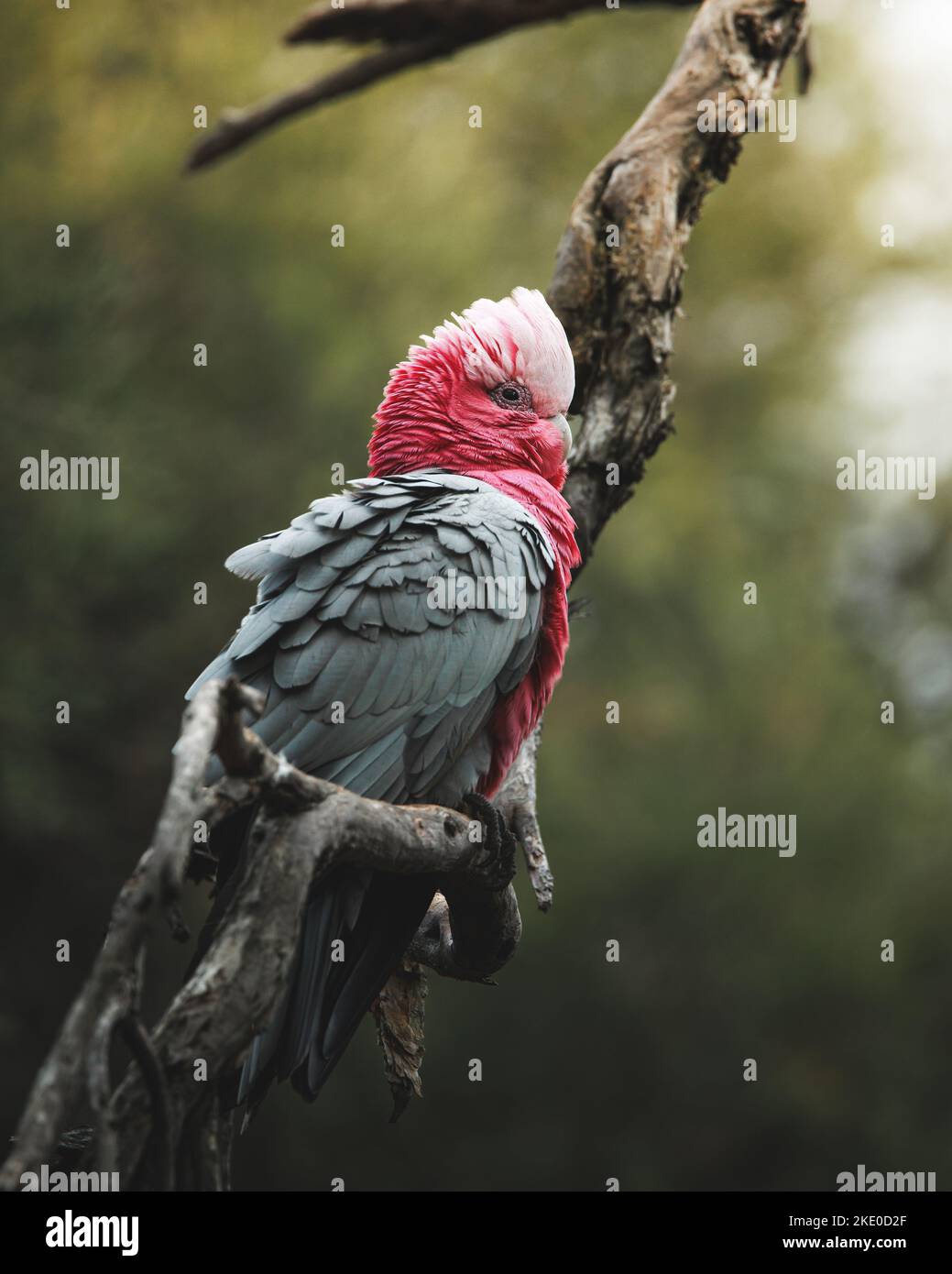 A vertical shot of a pink galah bird perched on the tree branch Stock ...