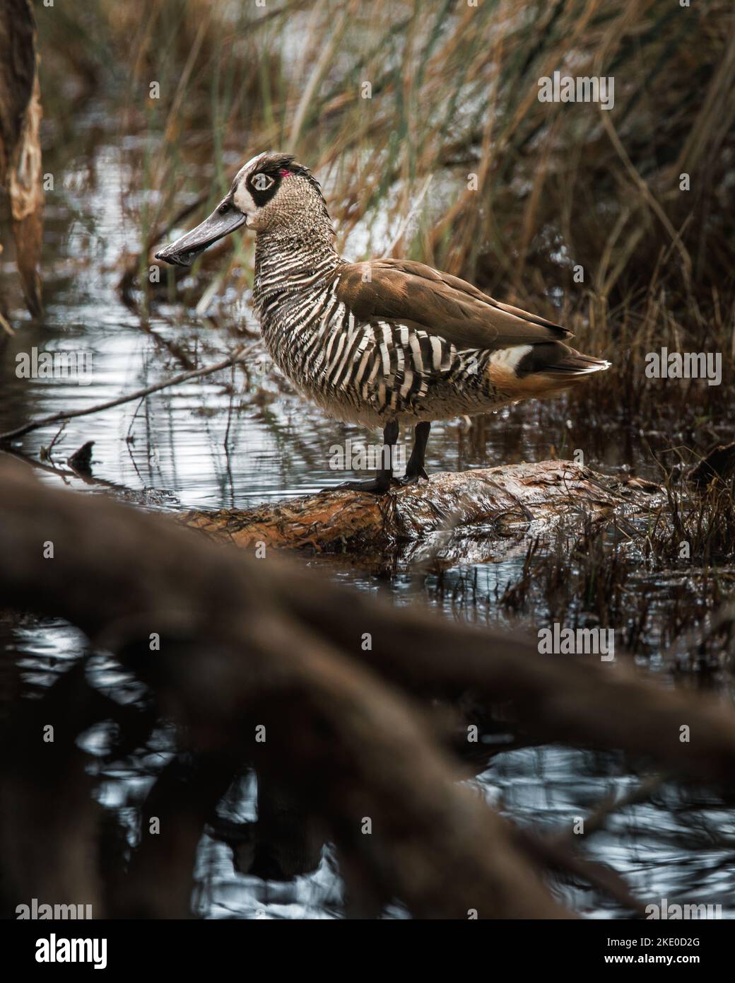 A vertical shot of a pink-eared duck perched on the wood in the lake ...