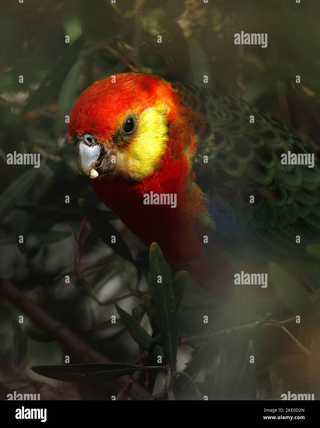 Western rosella hi-res stock photography and images - Alamy