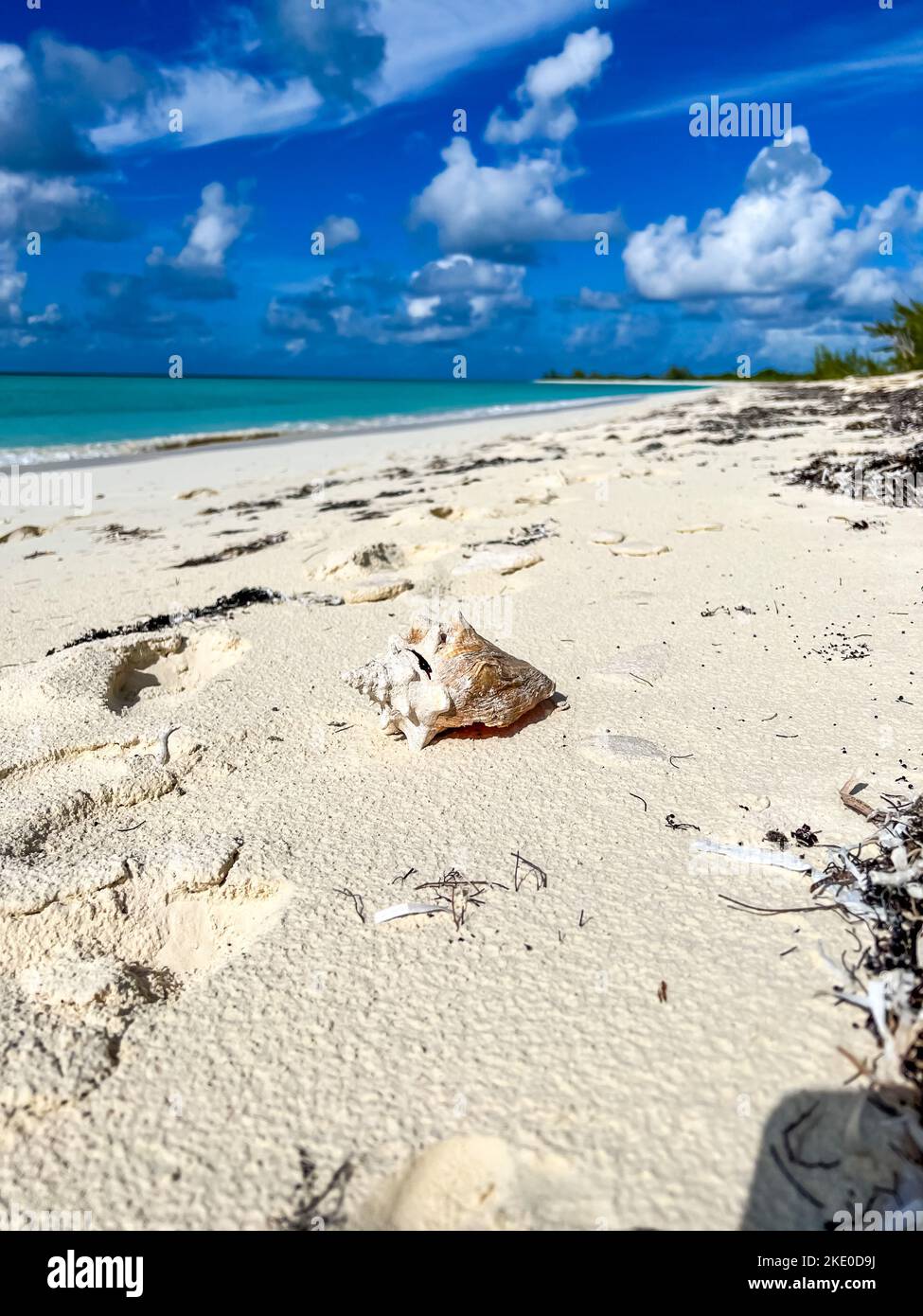 A vertical shot of a seashell on the beach. Long Island, Bahamas Stock ...