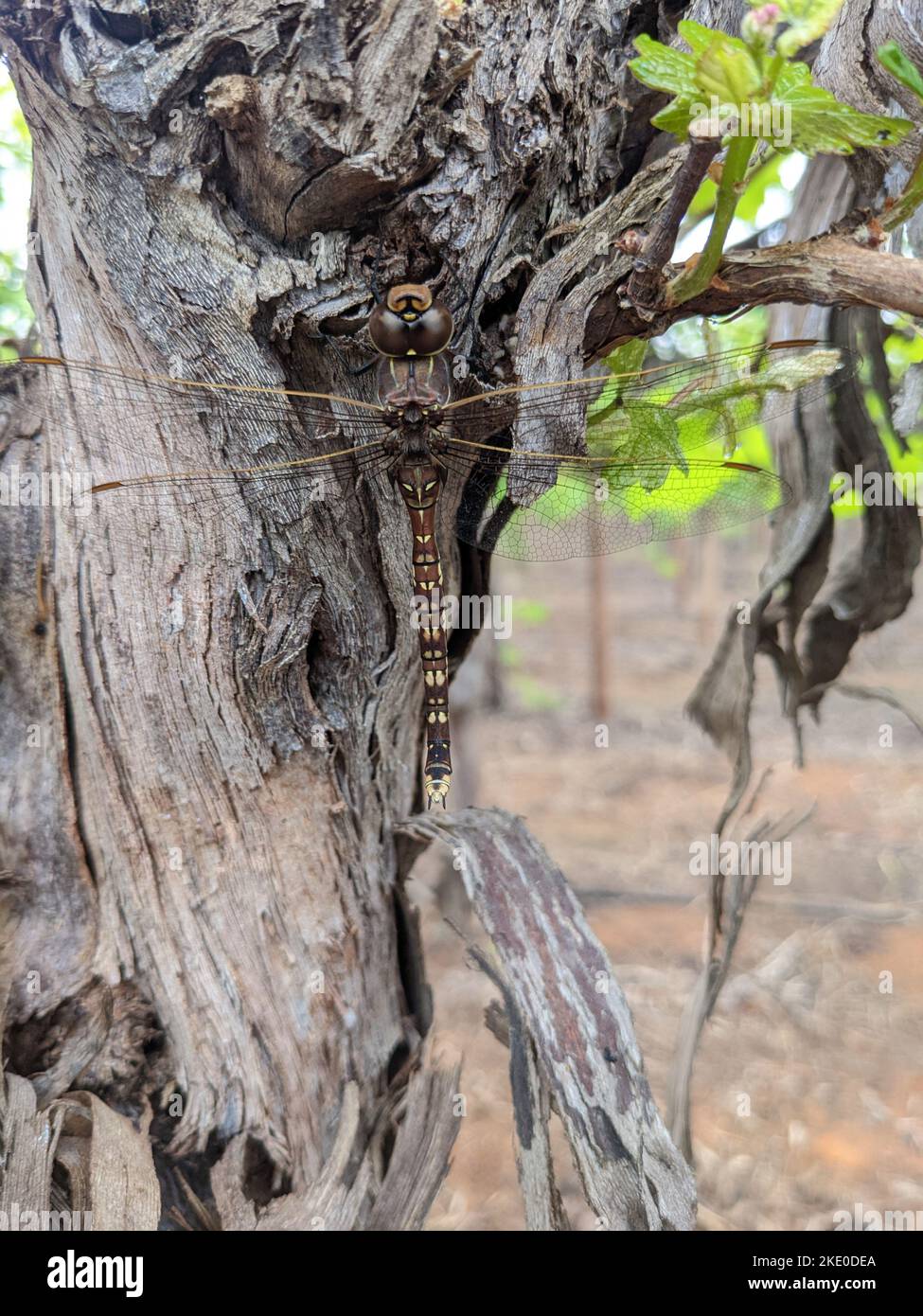 A vertical shot of a blue-spotted hawker on the tree trunk Stock Photo ...