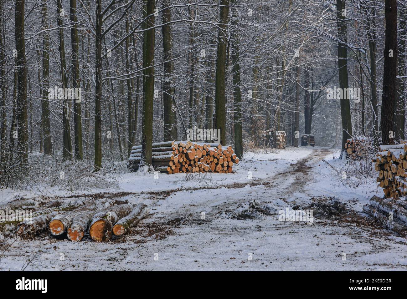 Polish forestry hi-res stock photography and images - Alamy