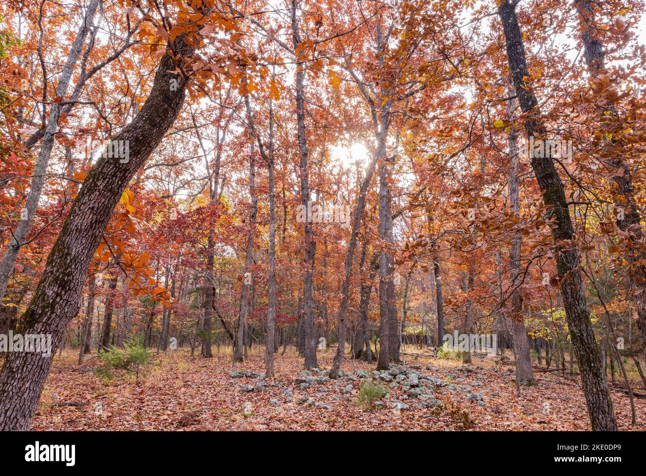 Overcast view of the fall color of a hiking trail in Lake of the Ozarks ...