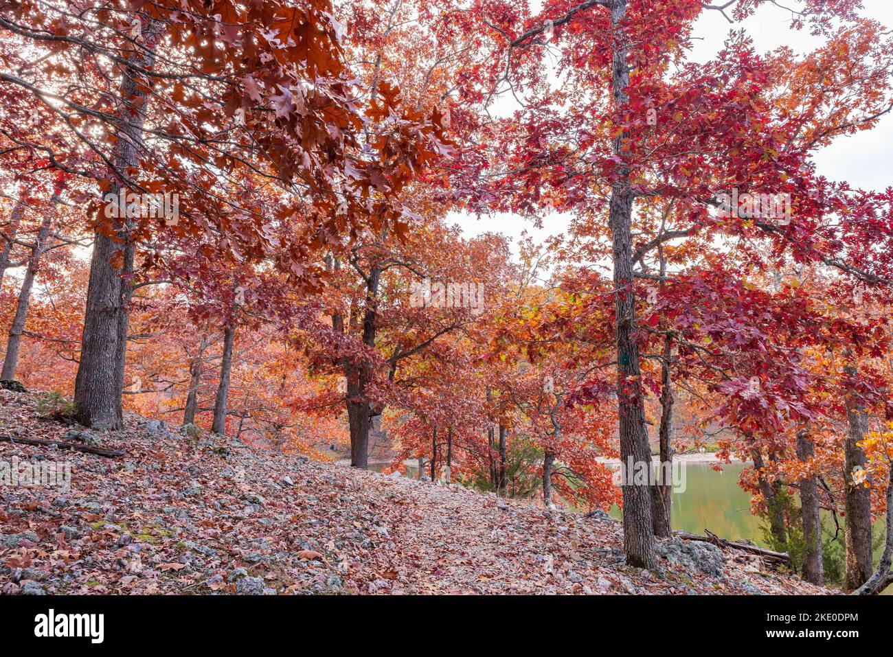 Overcast view of the fall color of a hiking trail in Lake of the Ozarks ...