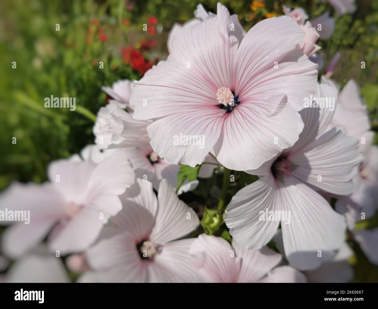 A closeup shot of beautiful Lavatera flowers in daylight Stock Photo ...