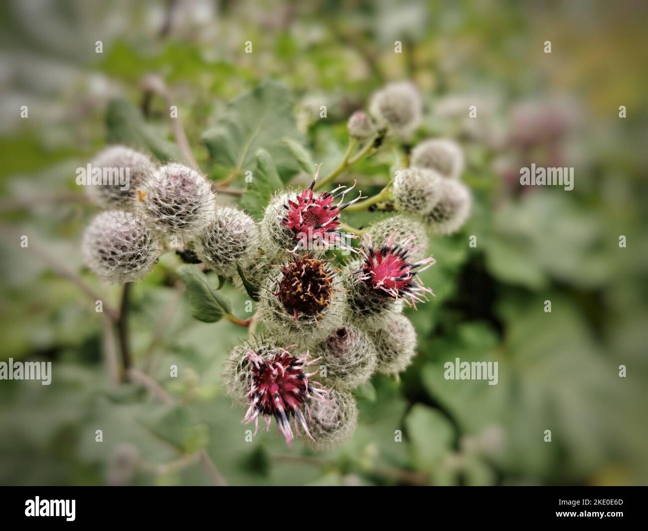 A closeup shot of Greater burdock on blurry background Stock Photo - Alamy