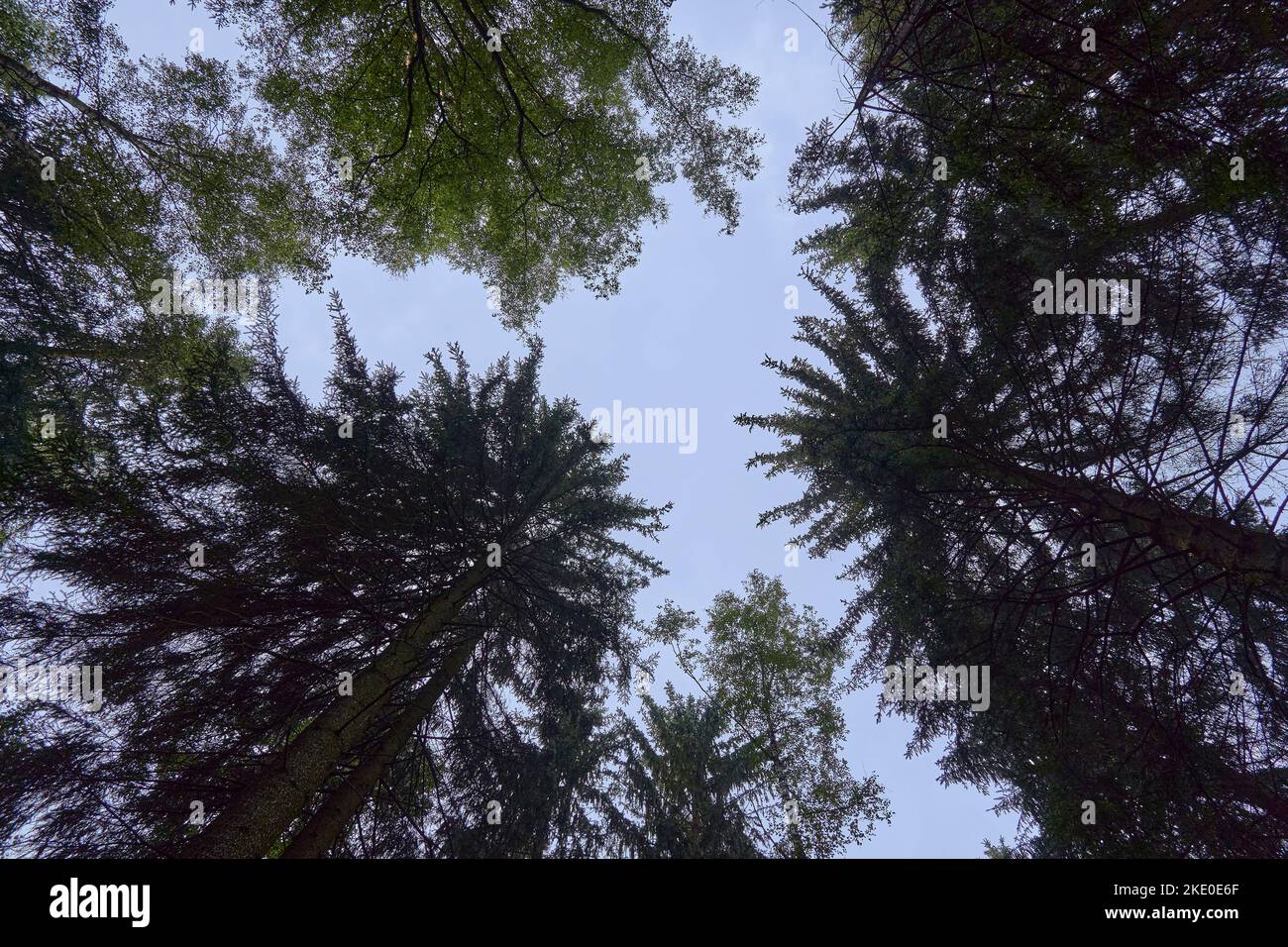 A low angle shot of tall trees under a clear blue sky Stock Photo - Alamy