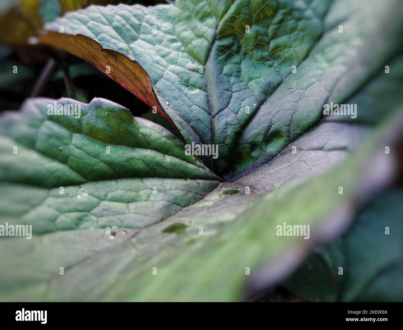 A closeup shot of the leaves texture Stock Photo - Alamy