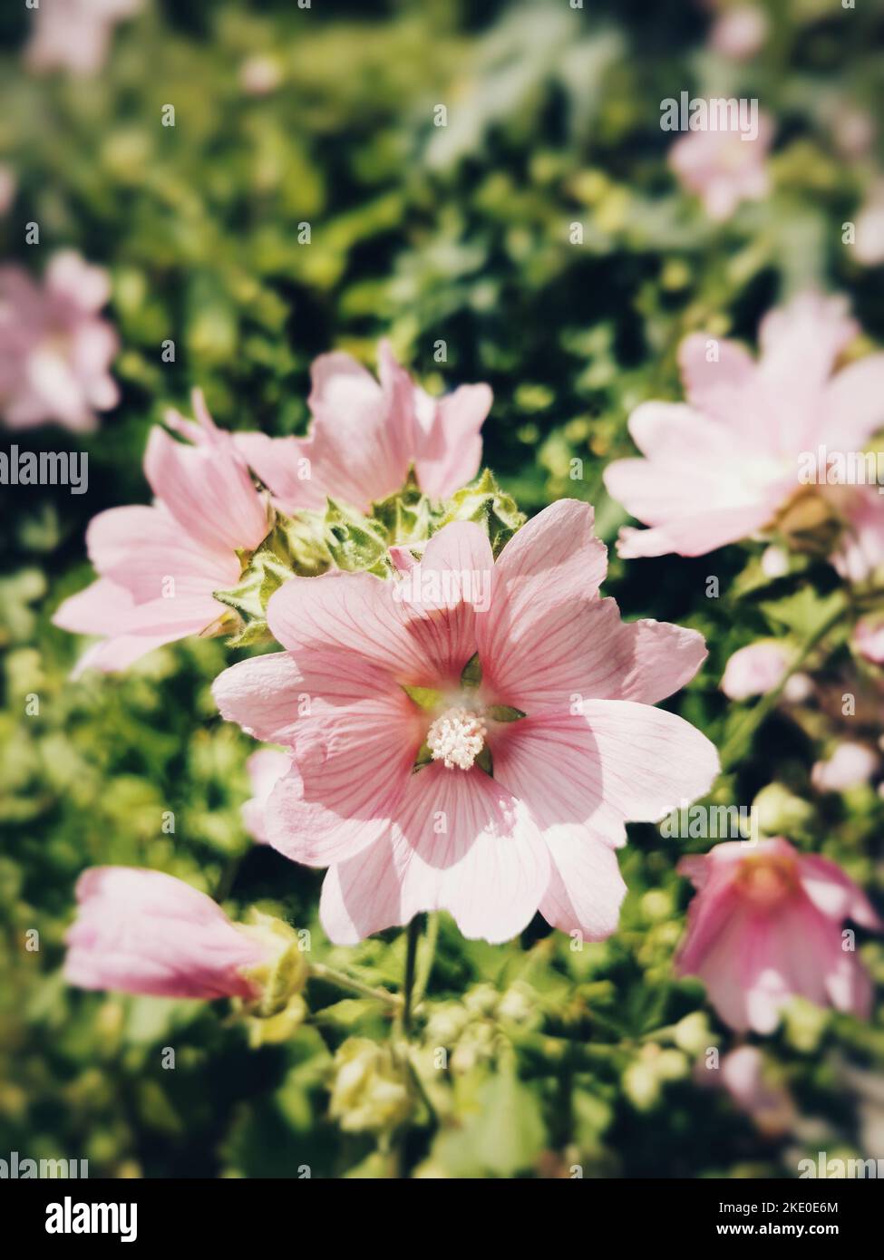 A closeup shot of beautiful Lavatera flowers in daylight Stock Photo ...