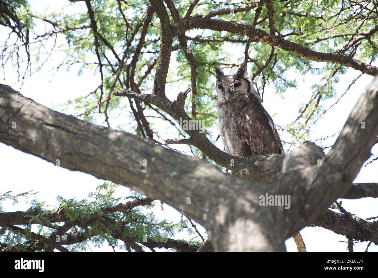 Verreaux's eagle-owl (Bubo lacteus) roosting under a tree canopy in the ...