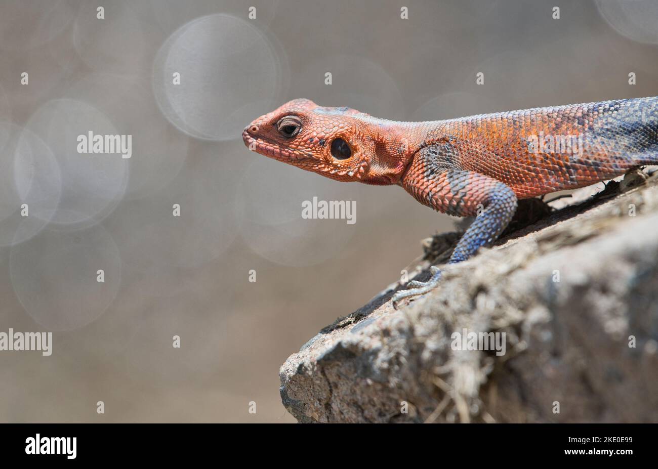 Male red-headed rock agama (Agama agama Stock Photo - Alamy