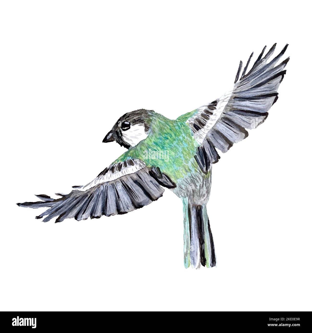Cute garden bird Cut Out Stock Images & Pictures - Alamy
