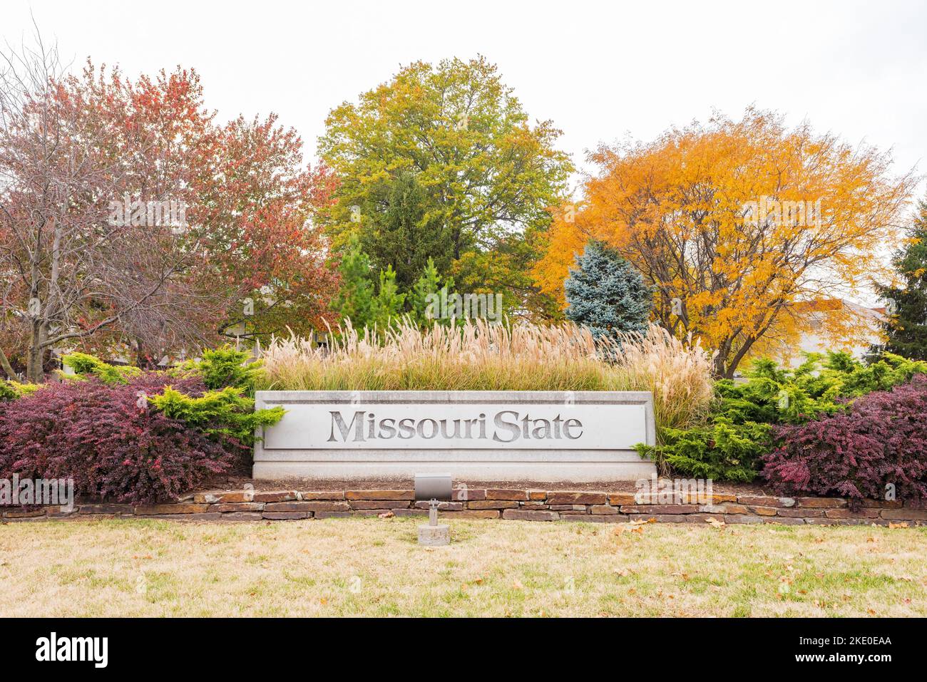 Missouri state tree hi-res stock photography and images - Alamy