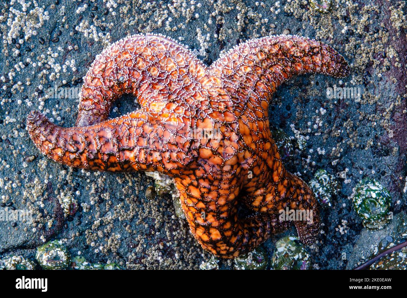 Starfish abound in tidal pools along the Southern Oregon Coastline ...