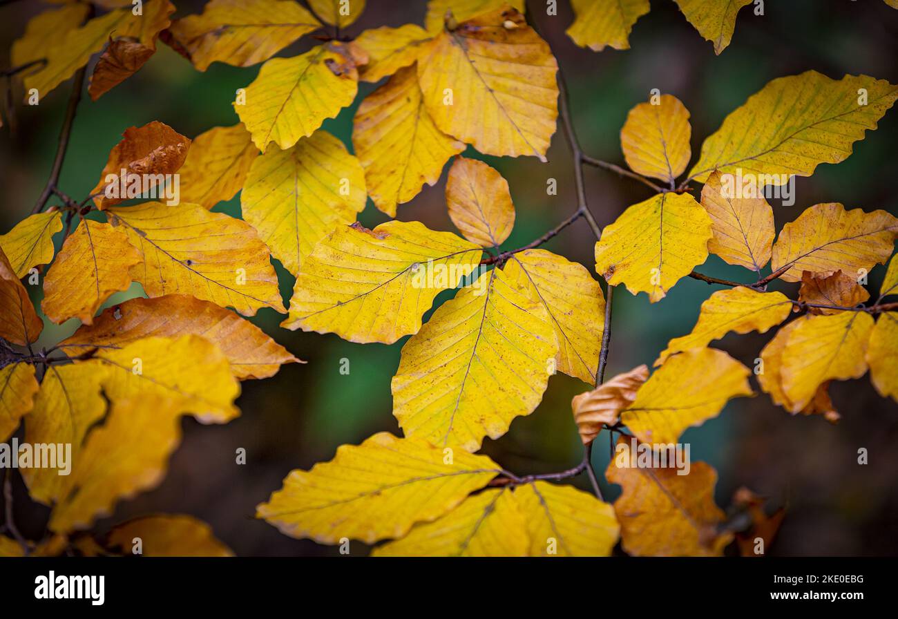 beech tree branch with autumn leaves Stock Photo - Alamy