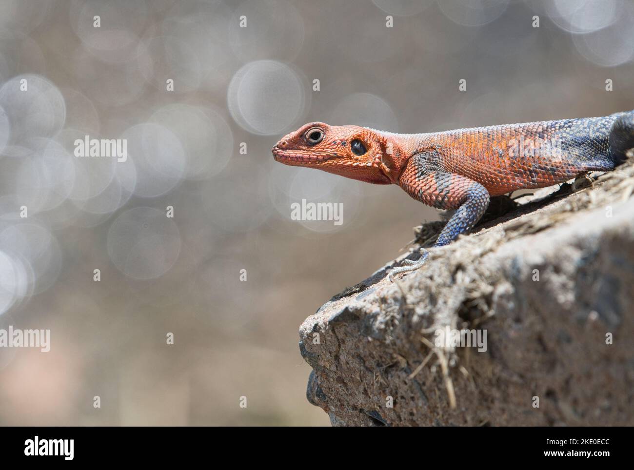 Male red-headed rock agama (Agama agama Stock Photo - Alamy