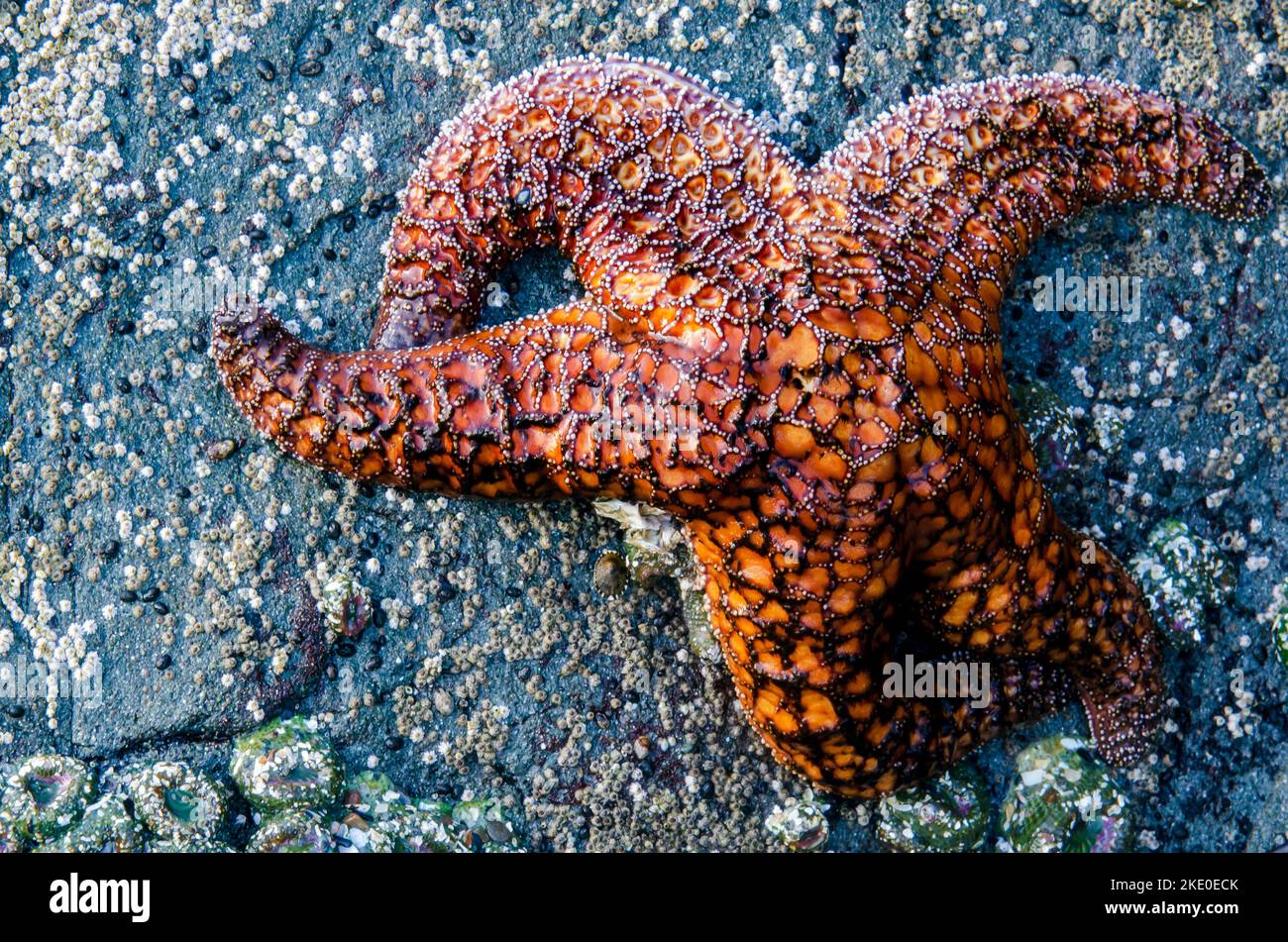 Starfish abound in tidal pools along the Southern Oregon Coastline ...
