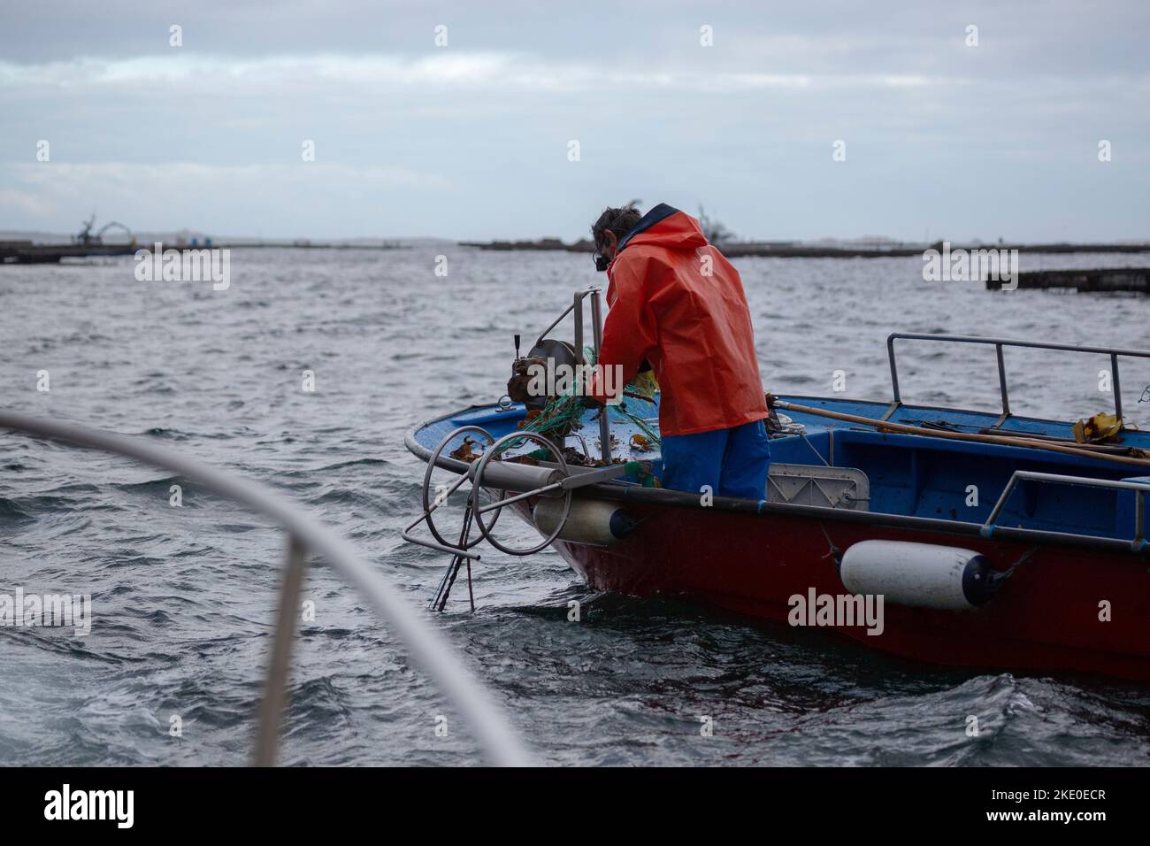 An inshore sailor fishing spider crab in the Arousa estuary, Pontevedra ...
