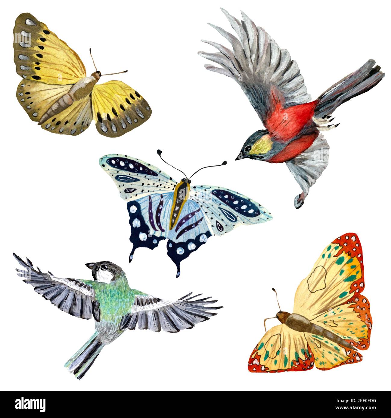 Butterfly bird set collection a watercolor sketch Stock Photo - Alamy