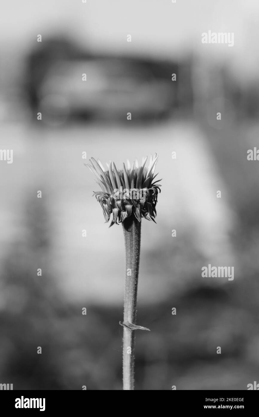 Common bud Black and White Stock Photos & Images - Alamy
