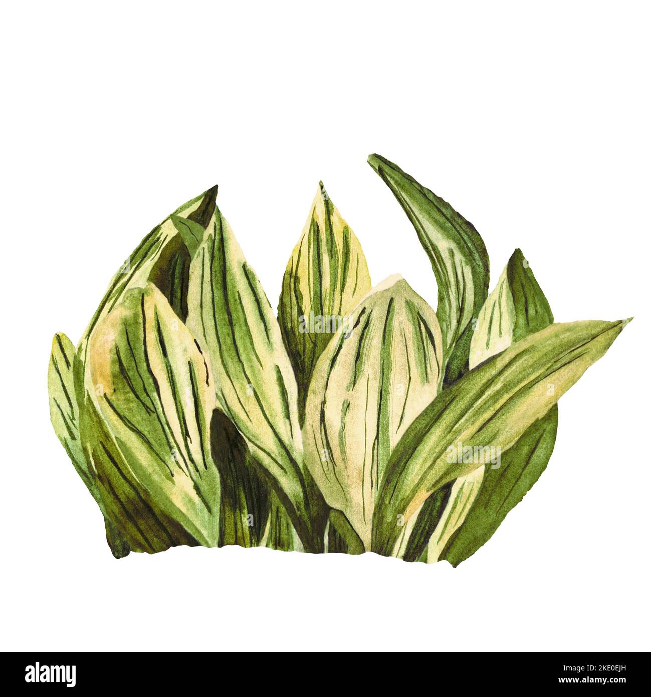 Grass green leave sketch a watercolor illustration Stock Photo - Alamy