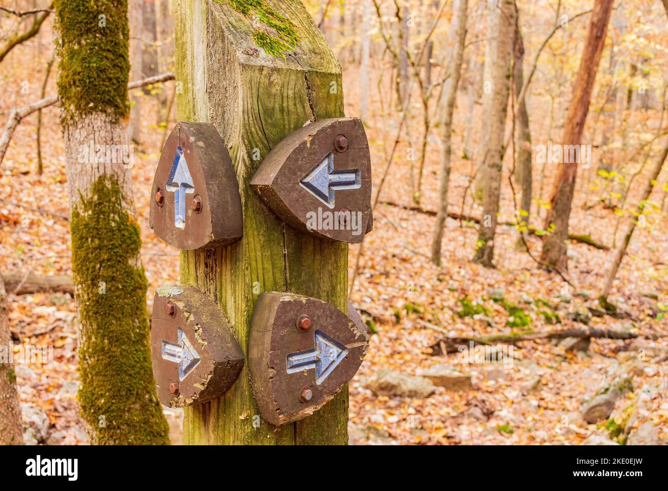 Arrow shot into tree hi-res stock photography and images - Alamy
