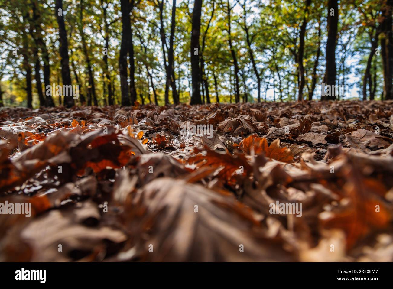 Foloi greece hi-res stock photography and images - Alamy
