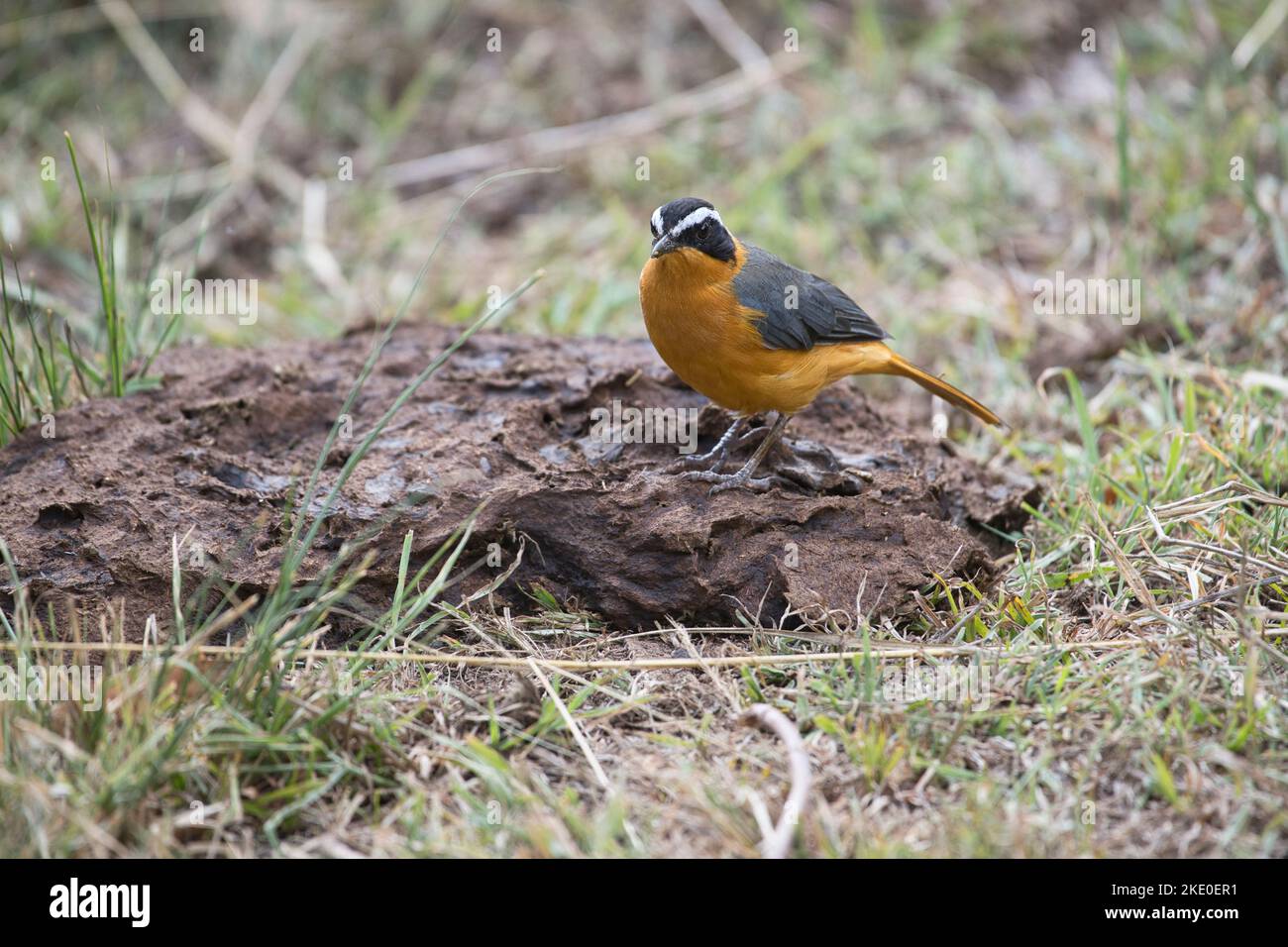 White-browed robin-chat (Cossypha heuglini) searching for insects on a ...