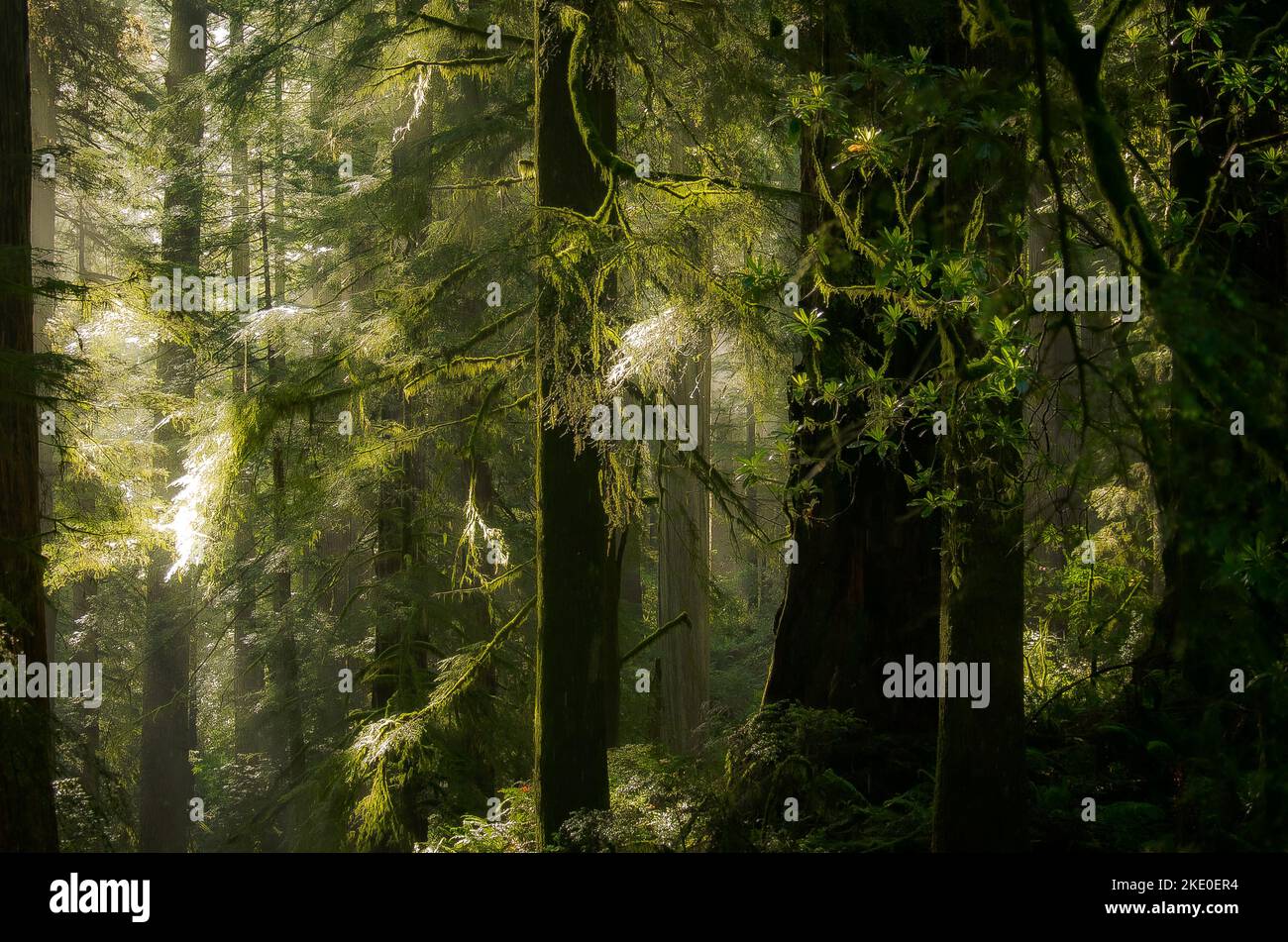Filtered Light Streams through a Forest in Southern Oregon Stock Photo ...