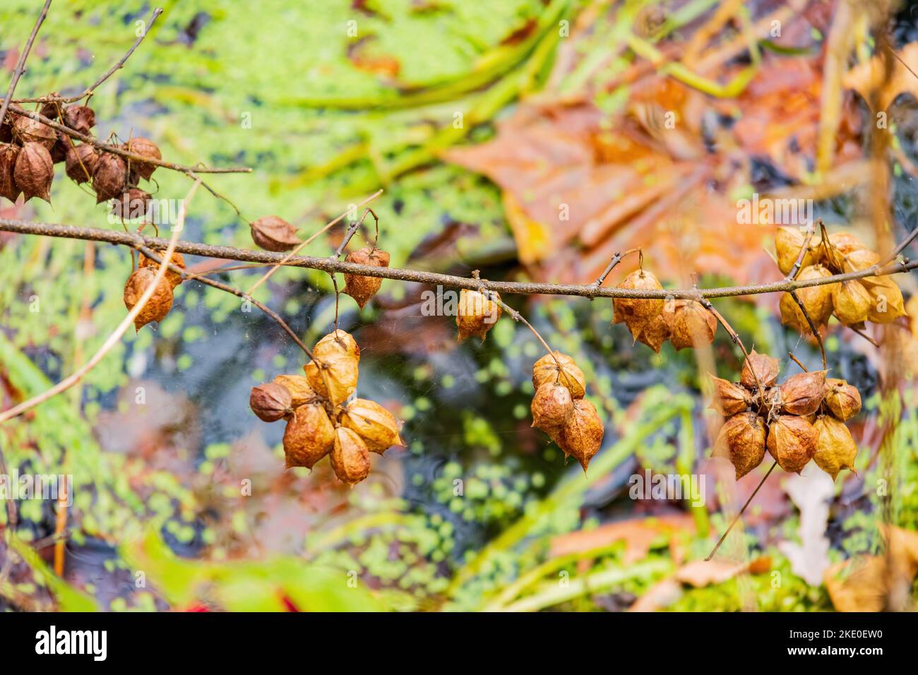 Dry pecan hi-res stock photography and images - Alamy