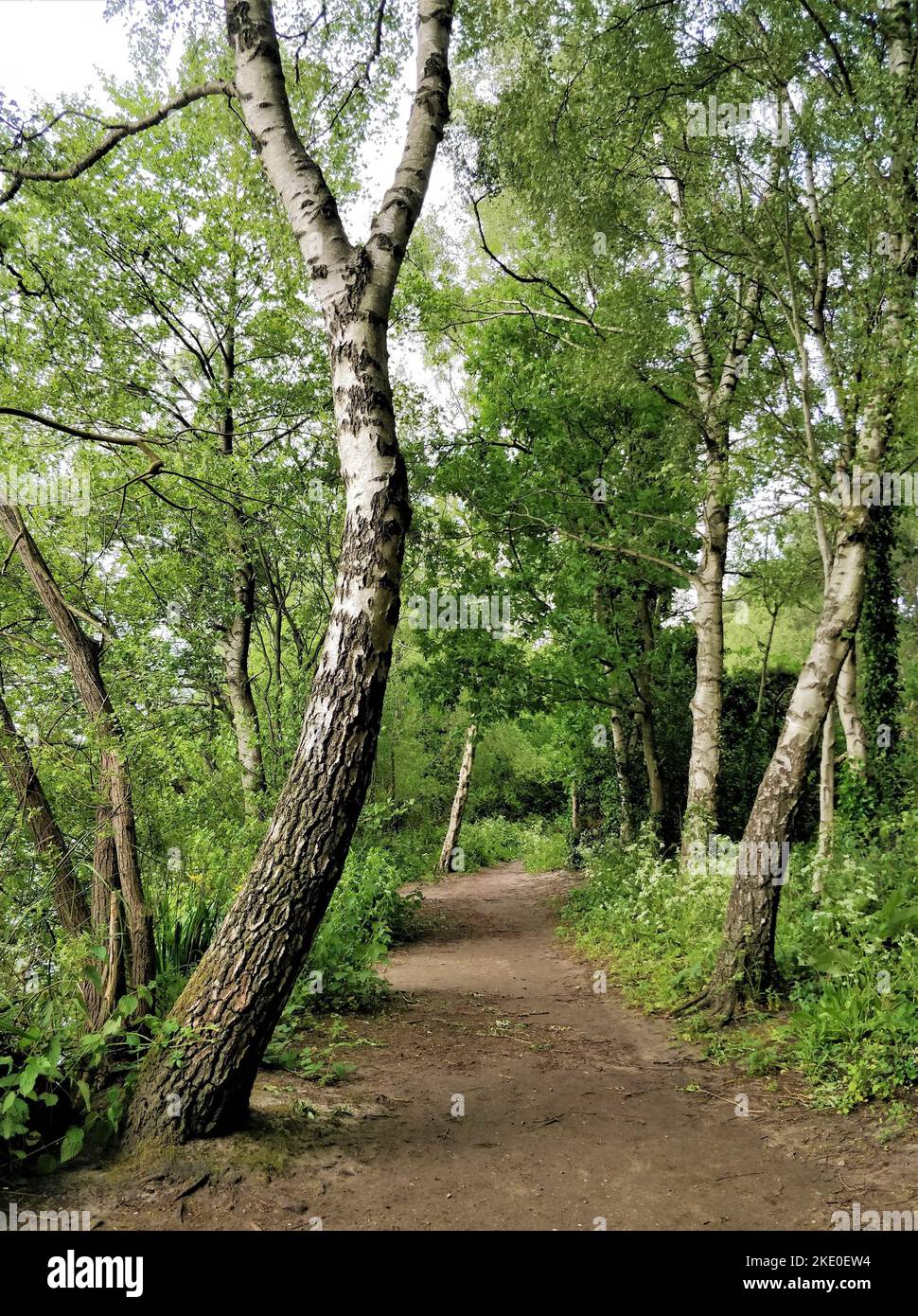Trees border a windy path in a wood Stock Photo - Alamy