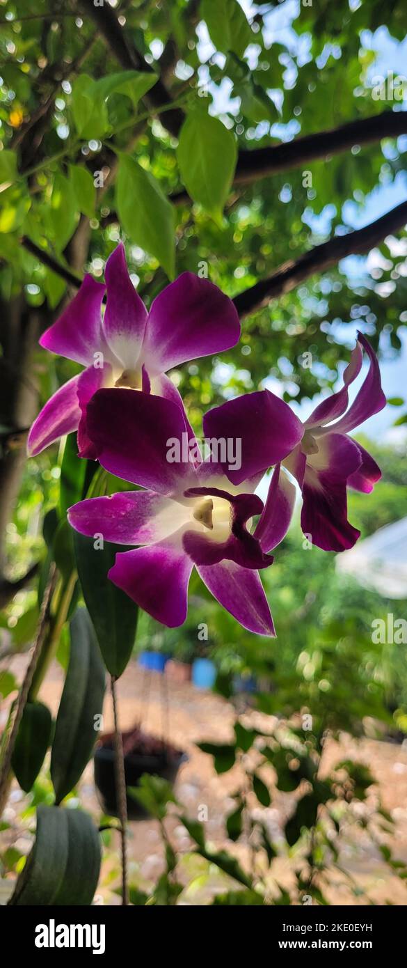 A vertical close-up of purple Dendrobium bigibbum flowers in a garden ...