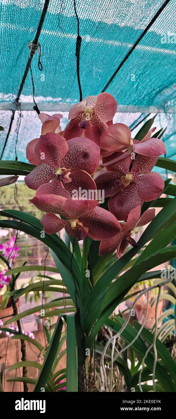 A vertical close-up of pink Vanda sanderiana orchid flowers in a garden ...