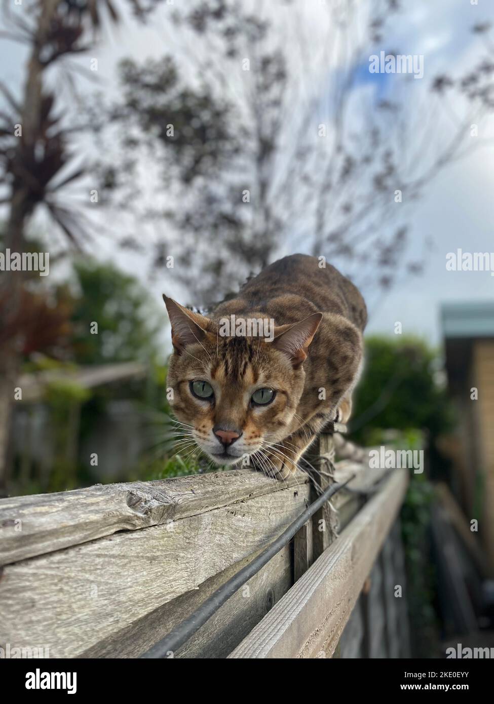 A beautiful portrait of a cute tabby cat on a blurry background Stock ...