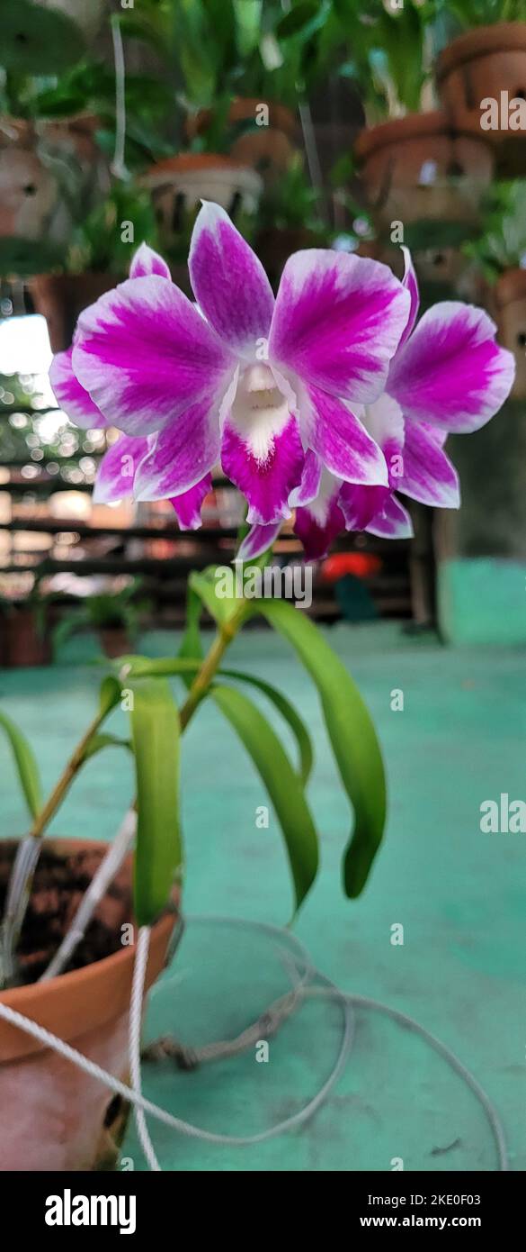 A vertical close-up of purple Dendrobium bigibbum flowers in a garden ...